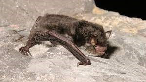 Understanding Bats and the regulations that surround them — Ashbrook ...